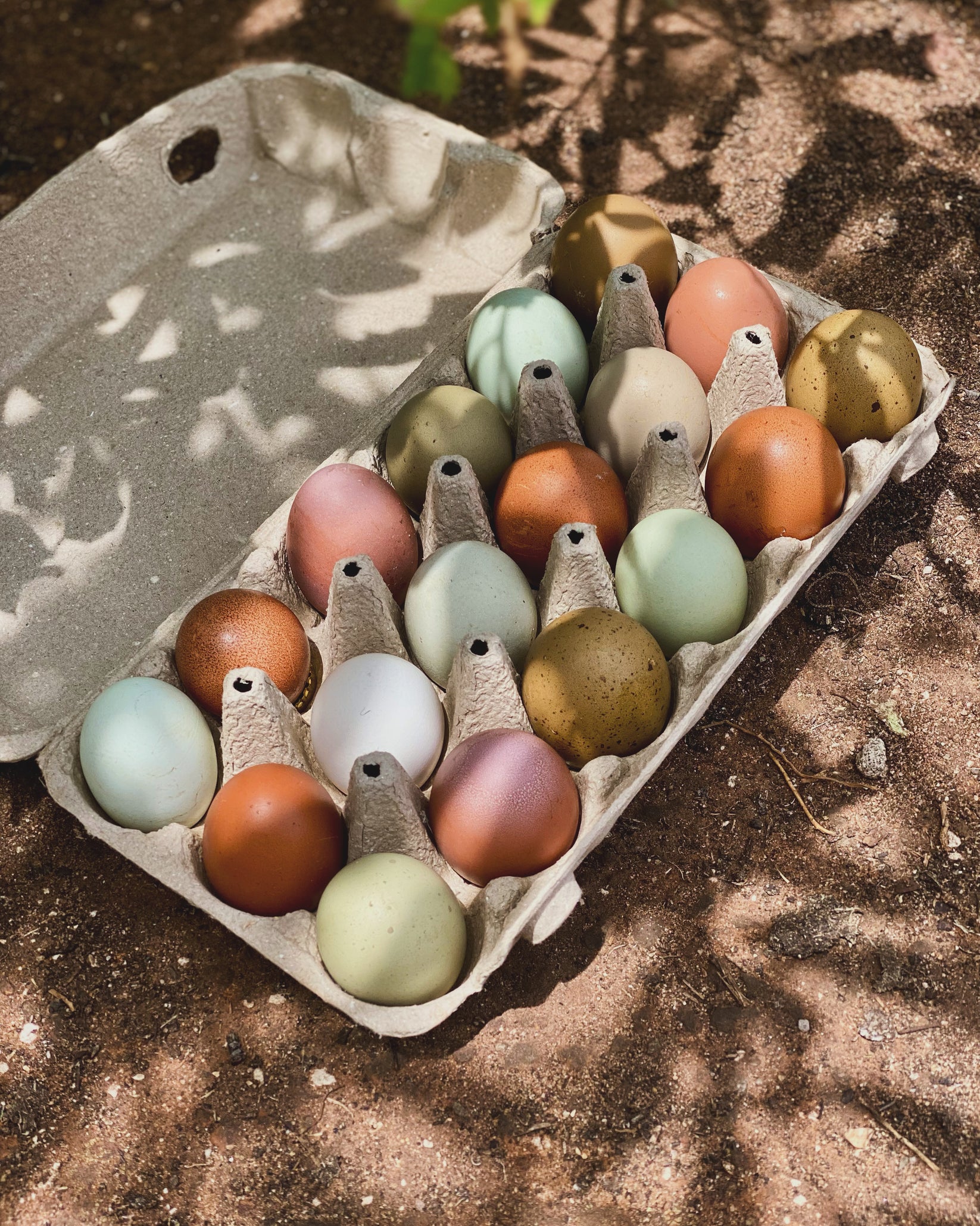 Best Rainbow Dozen – Chicken Mad