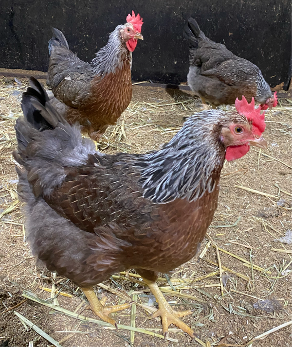 Silver Duckwing Welsummer - PRE SALE! – Chicken Mad