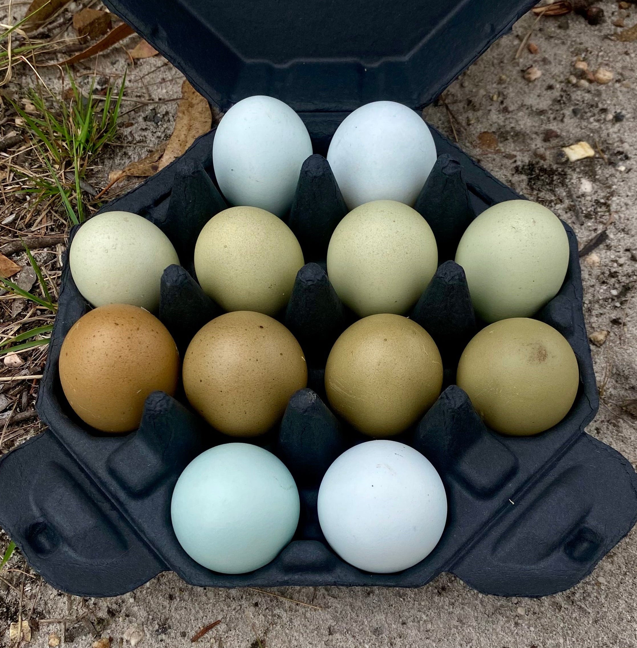 Fertile Eggs – Chicken Mad