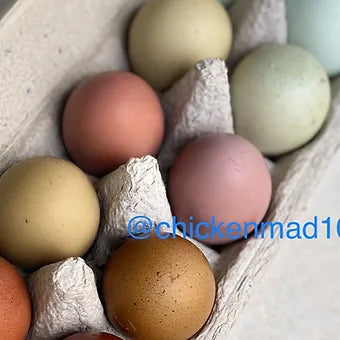 1 Fertile Eggs Best Rainbow Dozen – Chicken Mad