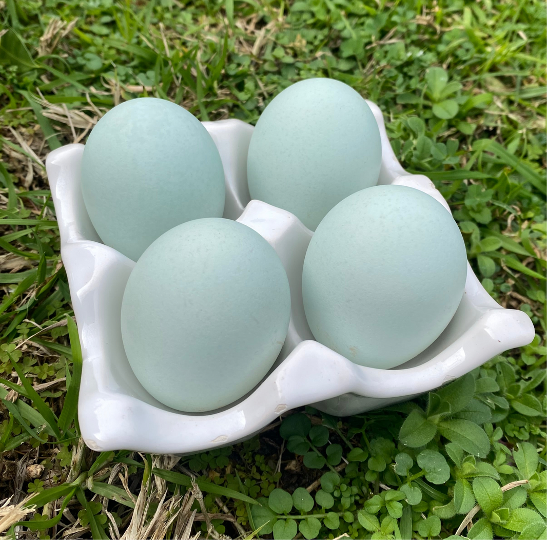 Fertile Eggs – Chicken Mad