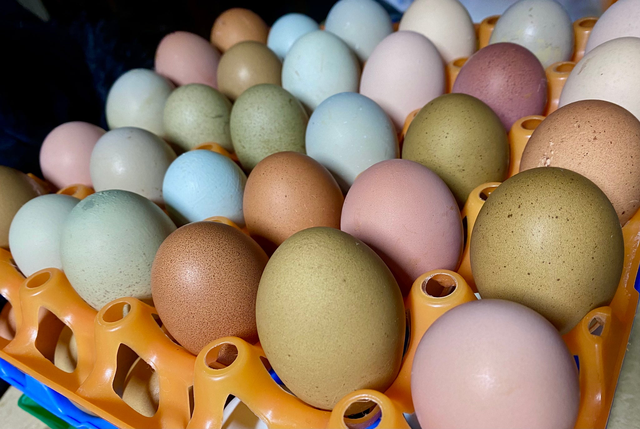 Best Rainbow Dozen – Chicken Mad