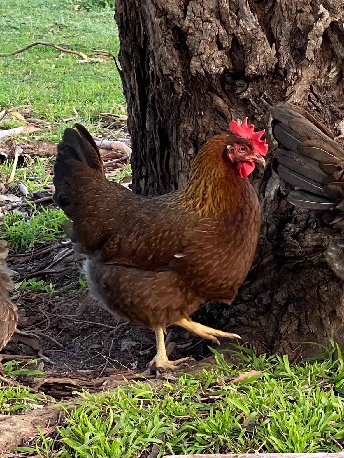 Partridge Welsummer Dozen – Chicken Mad
