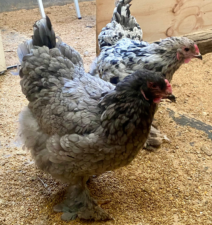 Blue Black Splash Brahma – Chicken Mad